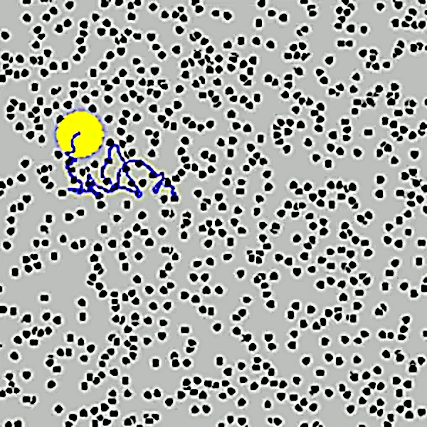 Le mouvement brownien : Comprendre notre Univers